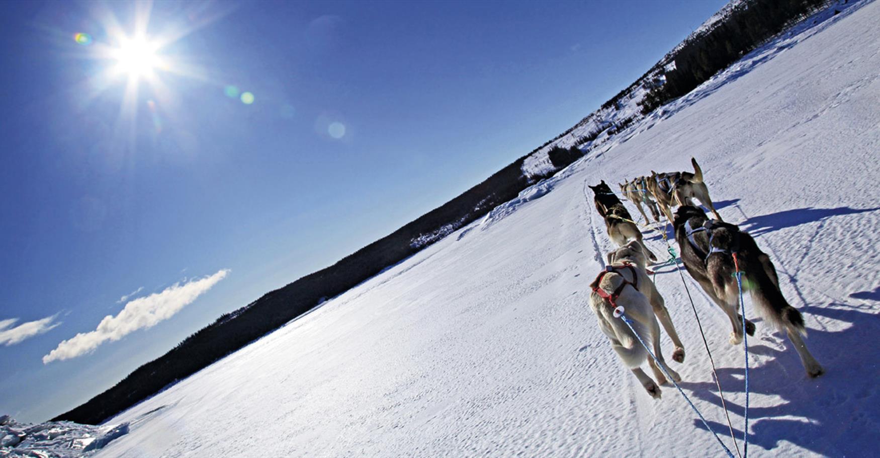 Hundeschlittenfahrten (Sommer und Winter) - Valdres
